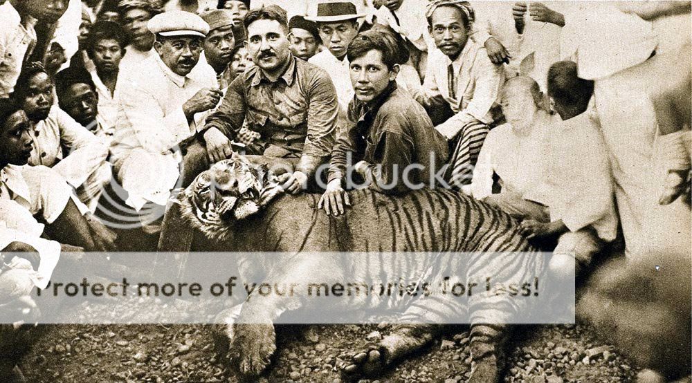 The Java Tiger (Panthera tigris sondaica)