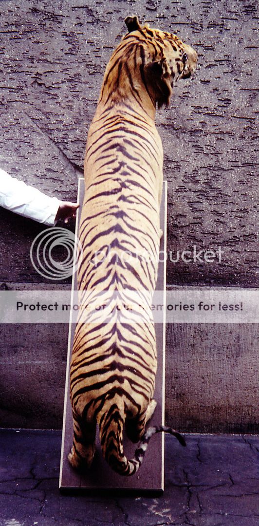 The Java Tiger (Panthera tigris sondaica)