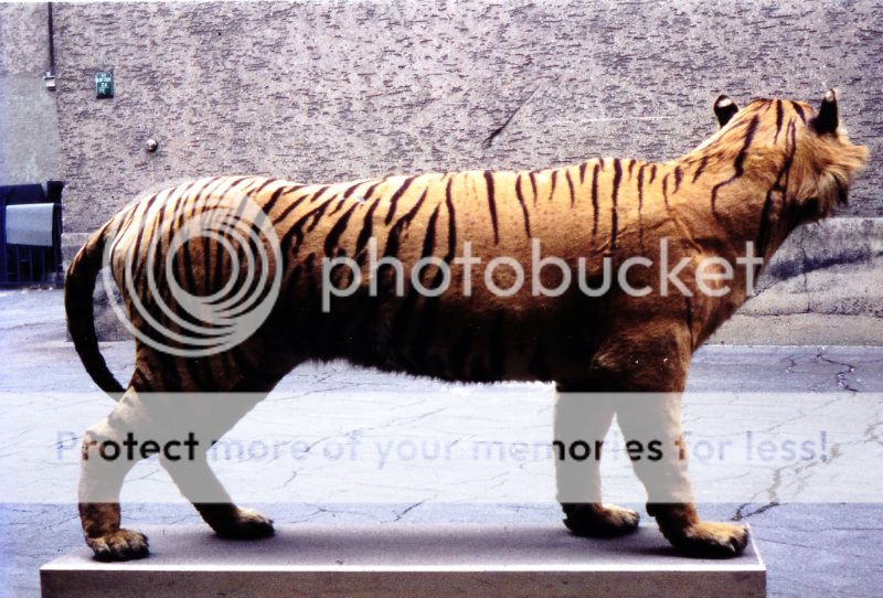 The Java Tiger (Panthera tigris sondaica)