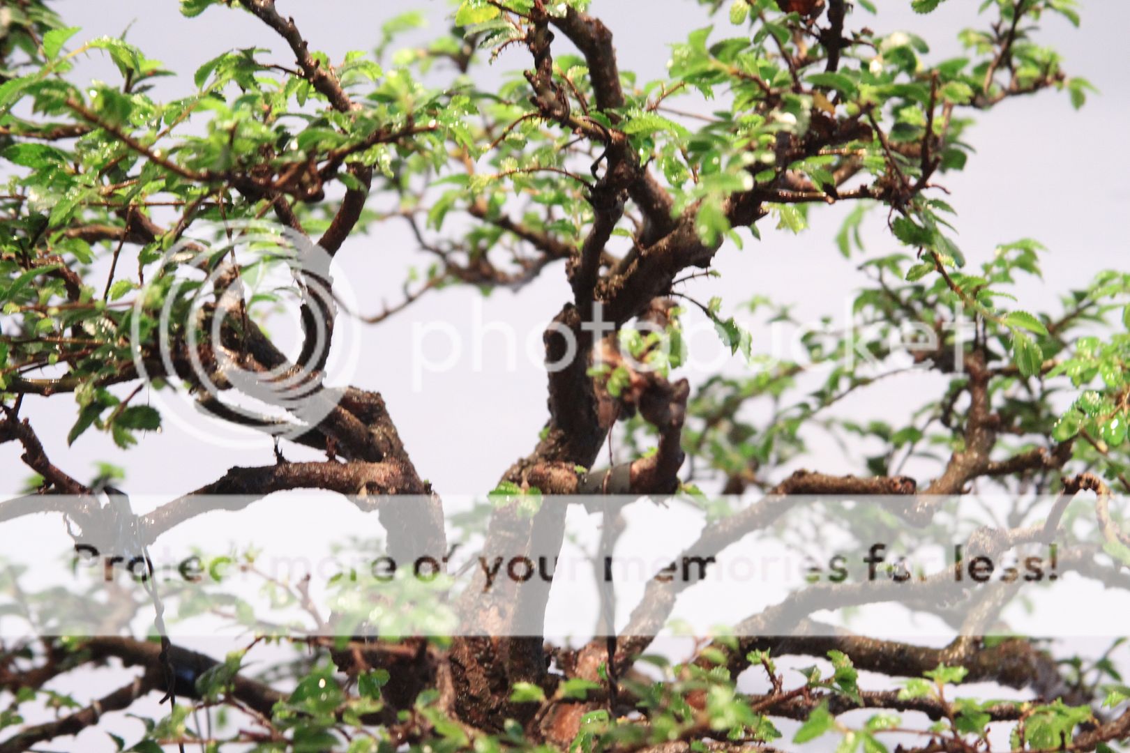 Chinese Elm Broom | Bonsai Nut