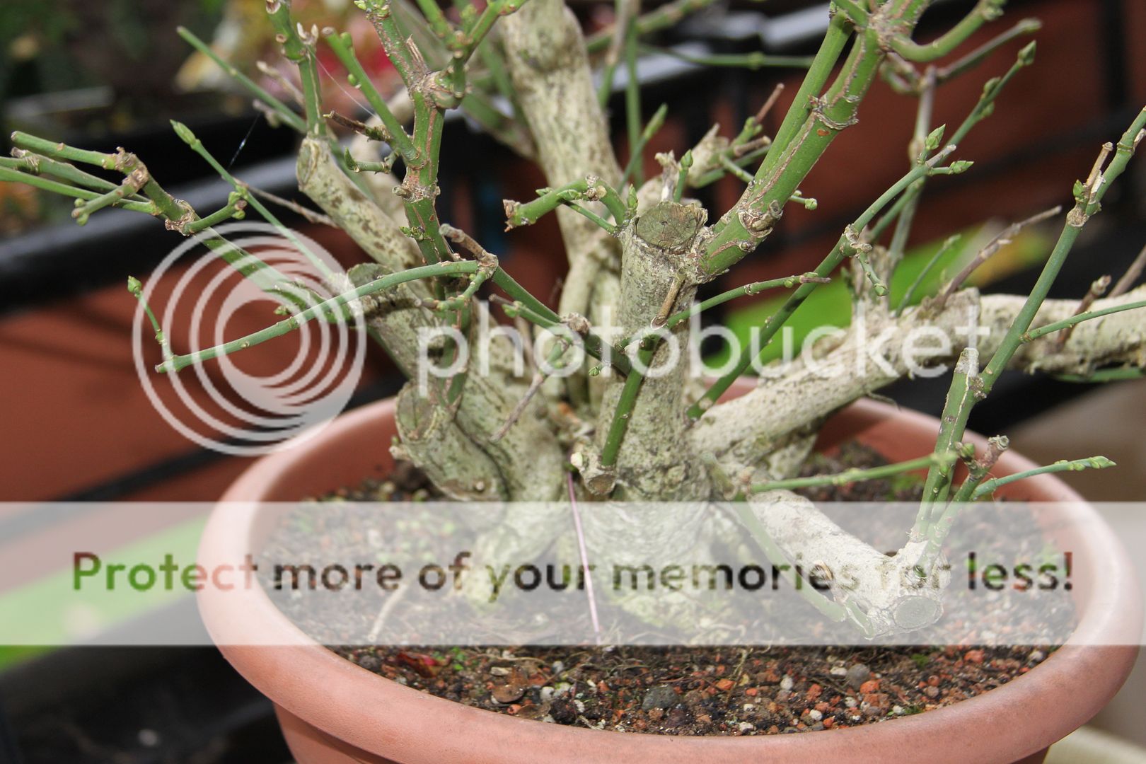 Euonymus europaeus/Burning bush/Spindle tree | Bonsai Nut