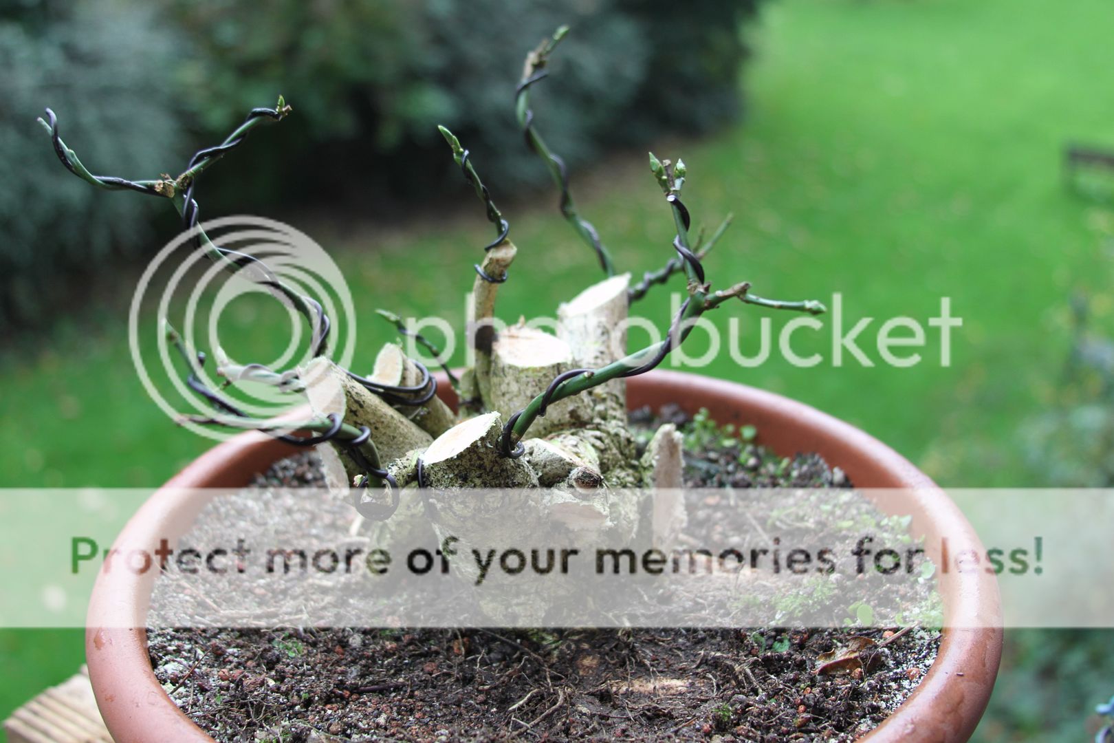 Euonymus europaeus/Burning bush/Spindle tree | Bonsai Nut