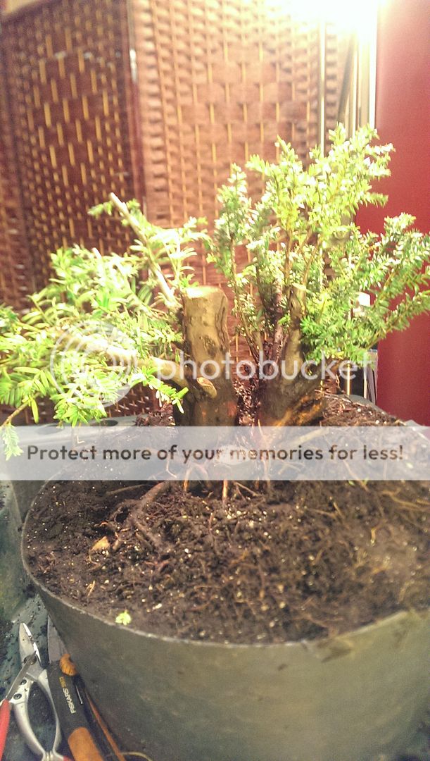 Split trunk Taxus Baccata | Bonsai Nut