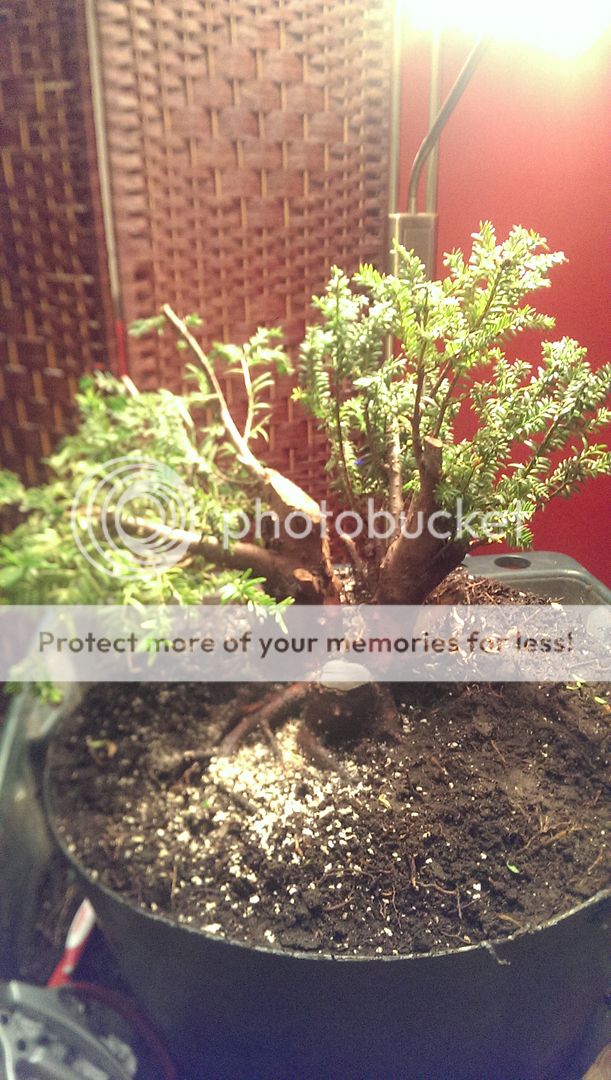 Split trunk Taxus Baccata | Bonsai Nut