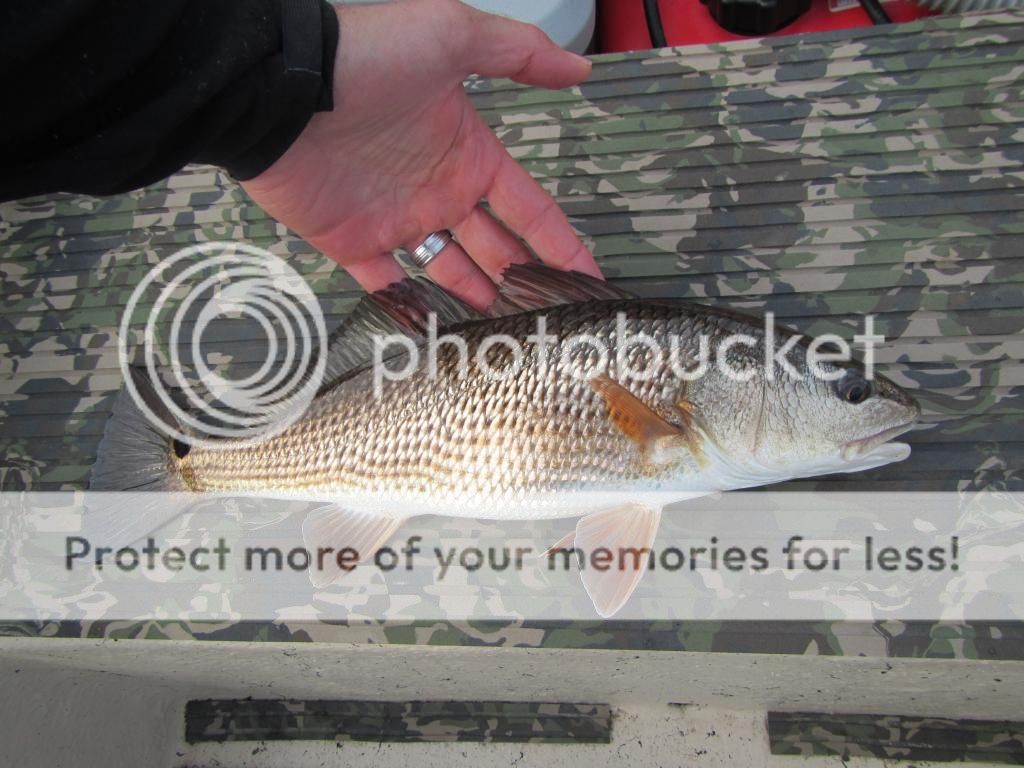 New Towee rivermaster 16 | Dedicated To The Smallest Of Skiffs