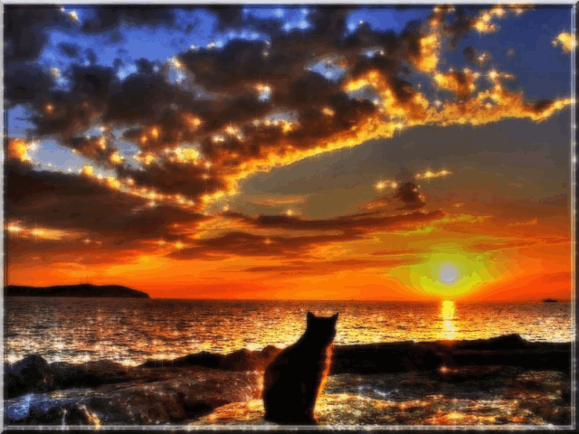Cat At Sunset gif by NewBeginnings2 | Photobucket